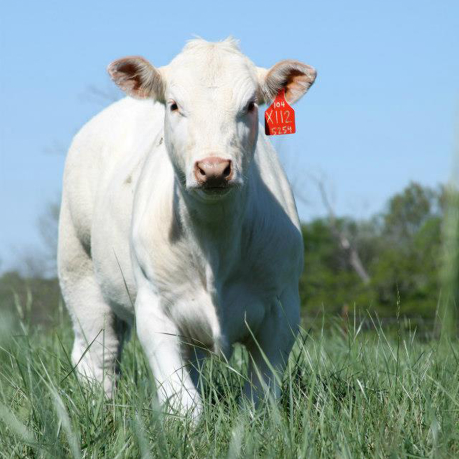 Mississippi Cattlemen's Association